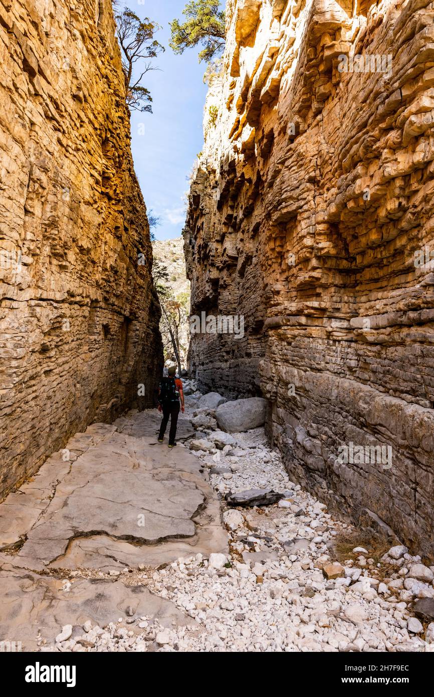 Hiker Looks Up In The Devils Hall Canyon in Guadalupe Mountains ...