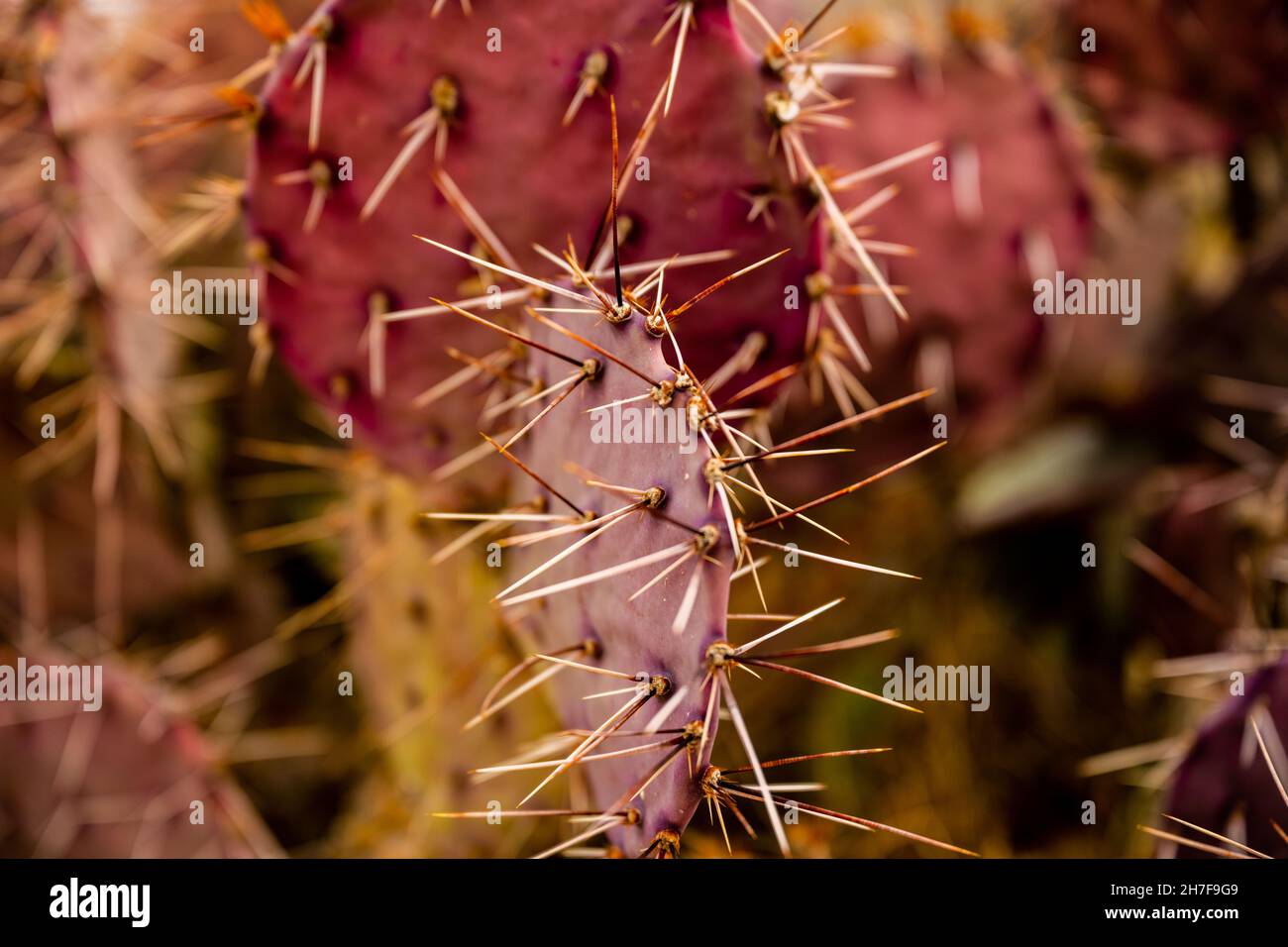 Big needles cactus hi-res stock photography and images - Alamy
