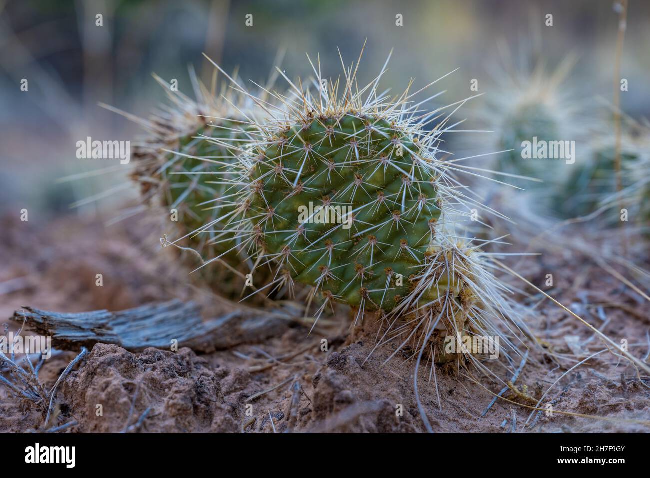 Long Needles on Small Ground Level Cactus in Capitol Reef wilderness ...