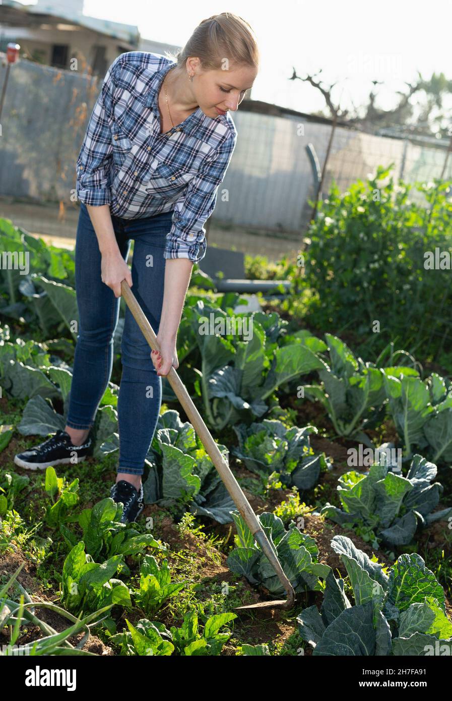 Hoeing weeds hi-res stock photography and images - Alamy