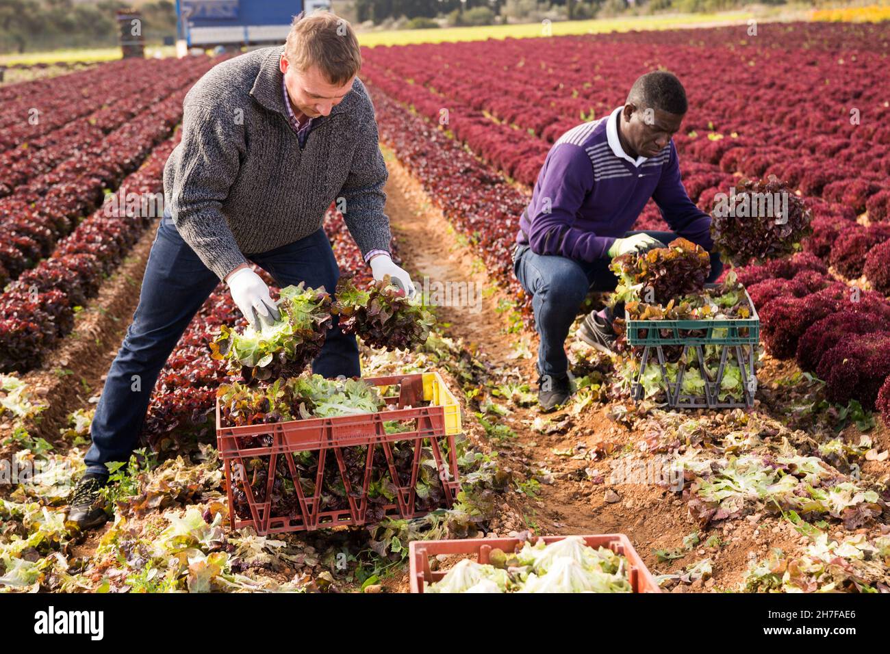 Male workers harvesting lettuce on the field and put in boxes Stock ...