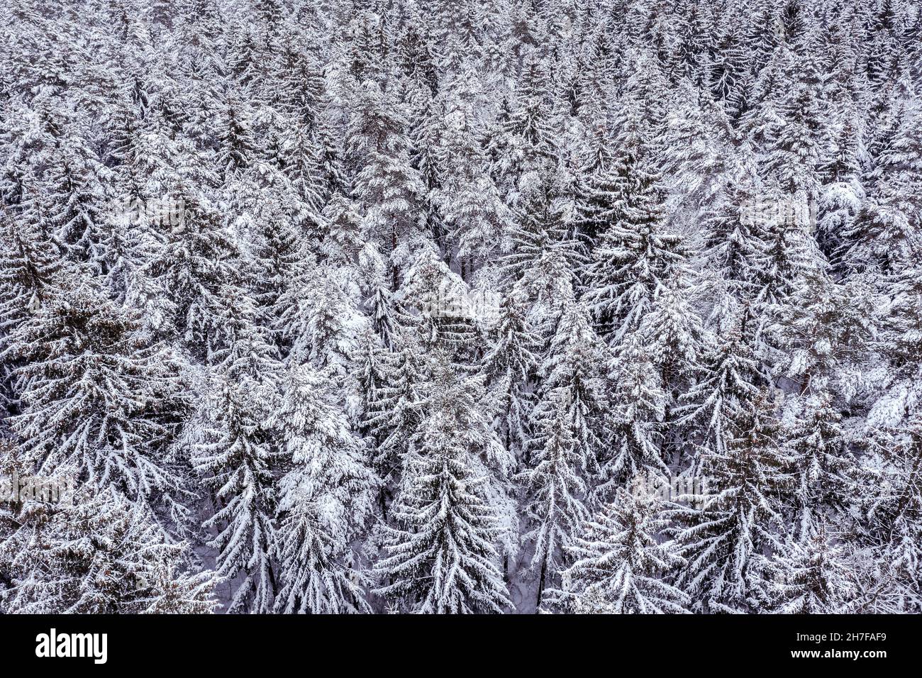 winter forest landscape. fir trees, covered with snow after a snowfall ...
