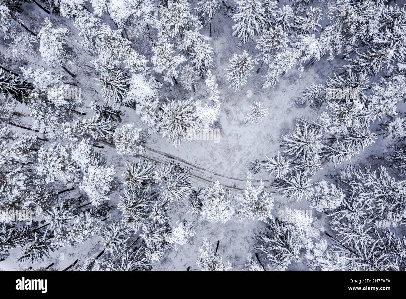 aerial top view of winter forest landscape with road among snow-covered ...