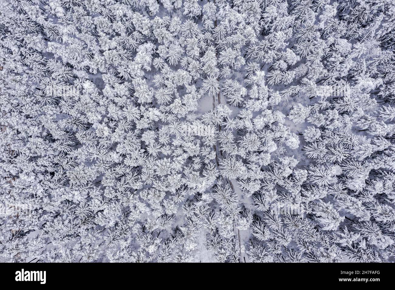 aerial view of winter pine trees forest. snow-covered forest landscape ...
