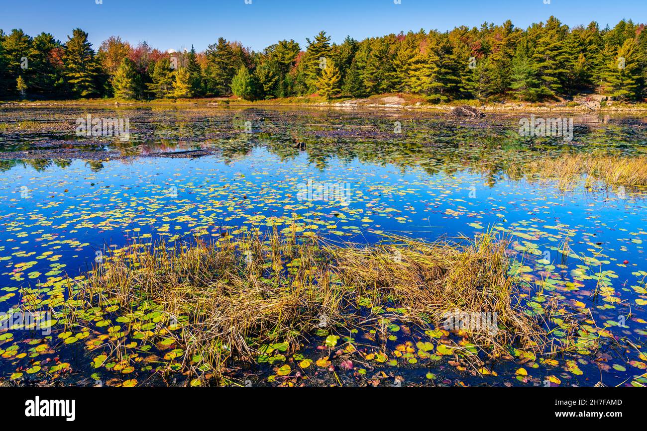 Scenic view of a small pond and marsh in Acadia National Park in fall ...