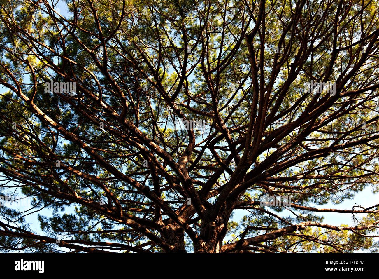 Branches of a Parasol Pine Tree ( Pinus Pinea ), Capri, Campania, Italy ...