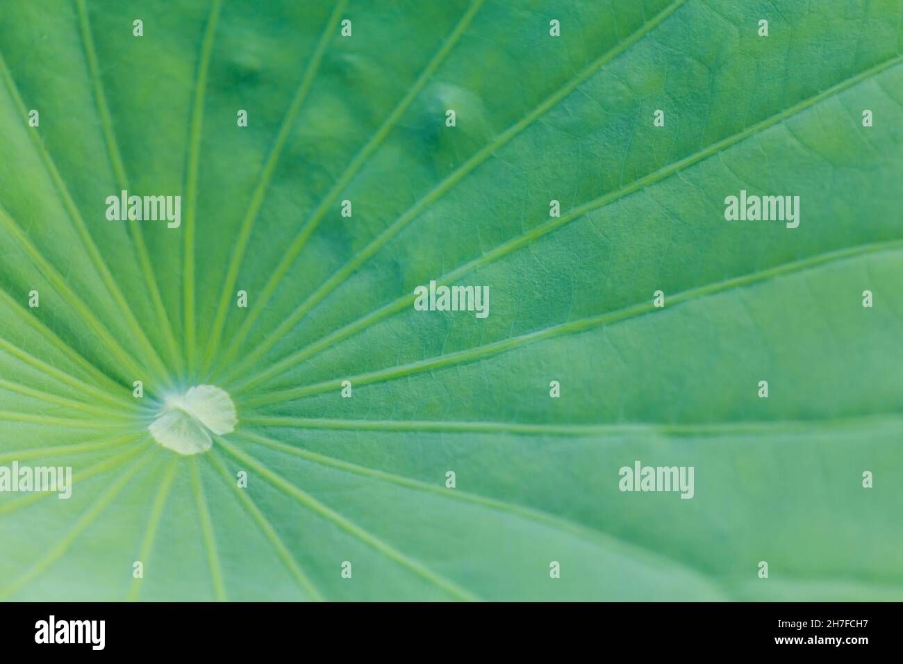 Green Lotus leaf texture background Stock Photo - Alamy
