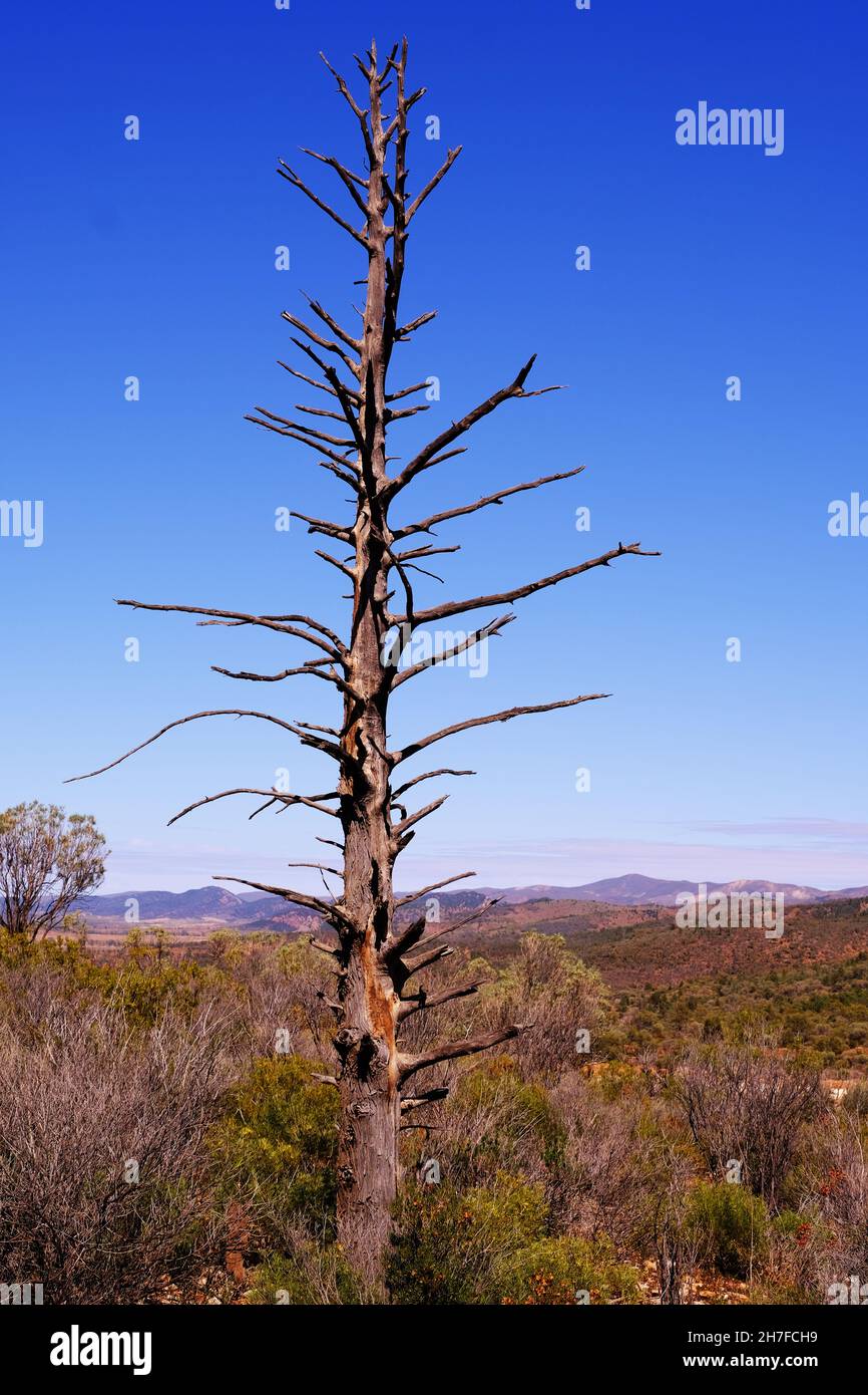 Dead tree in the Outback of South Australia Stock Photo - Alamy