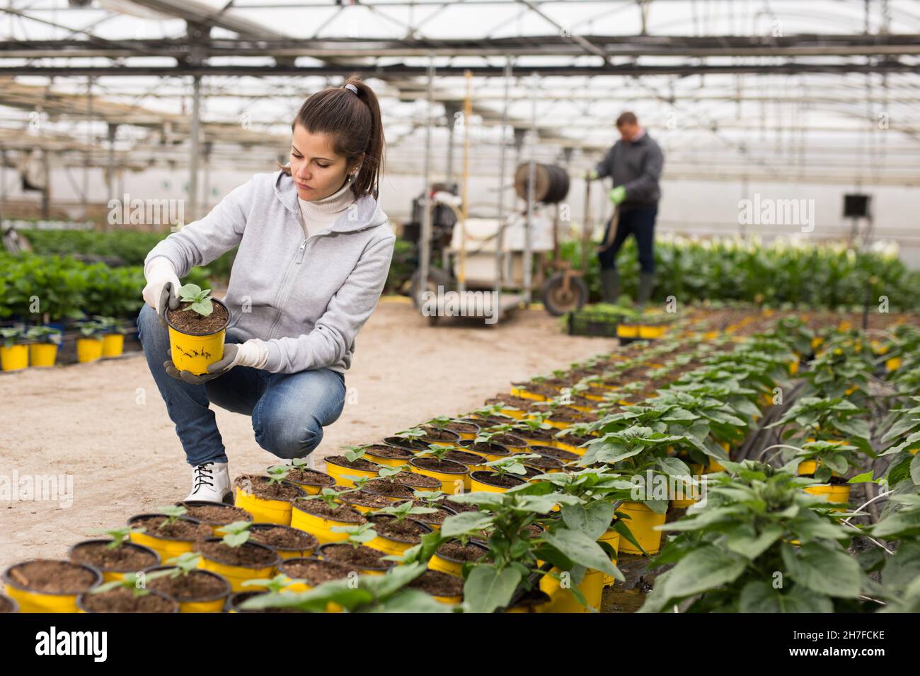 Woman horticulturist working with peppers seedling Stock Photo - Alamy