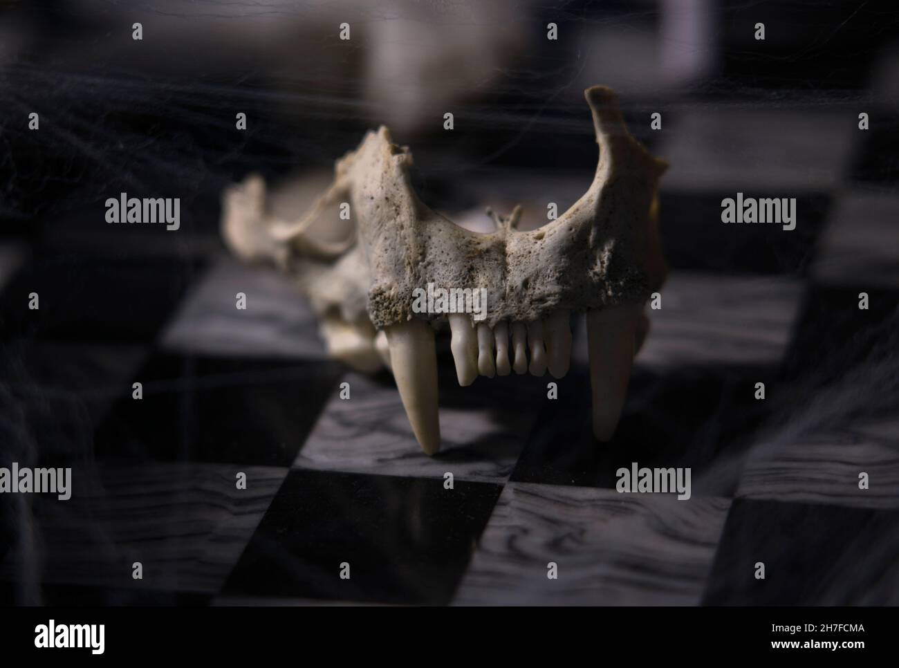 Scary animal skull with teeth (sea otter) on a marble chess board with ...
