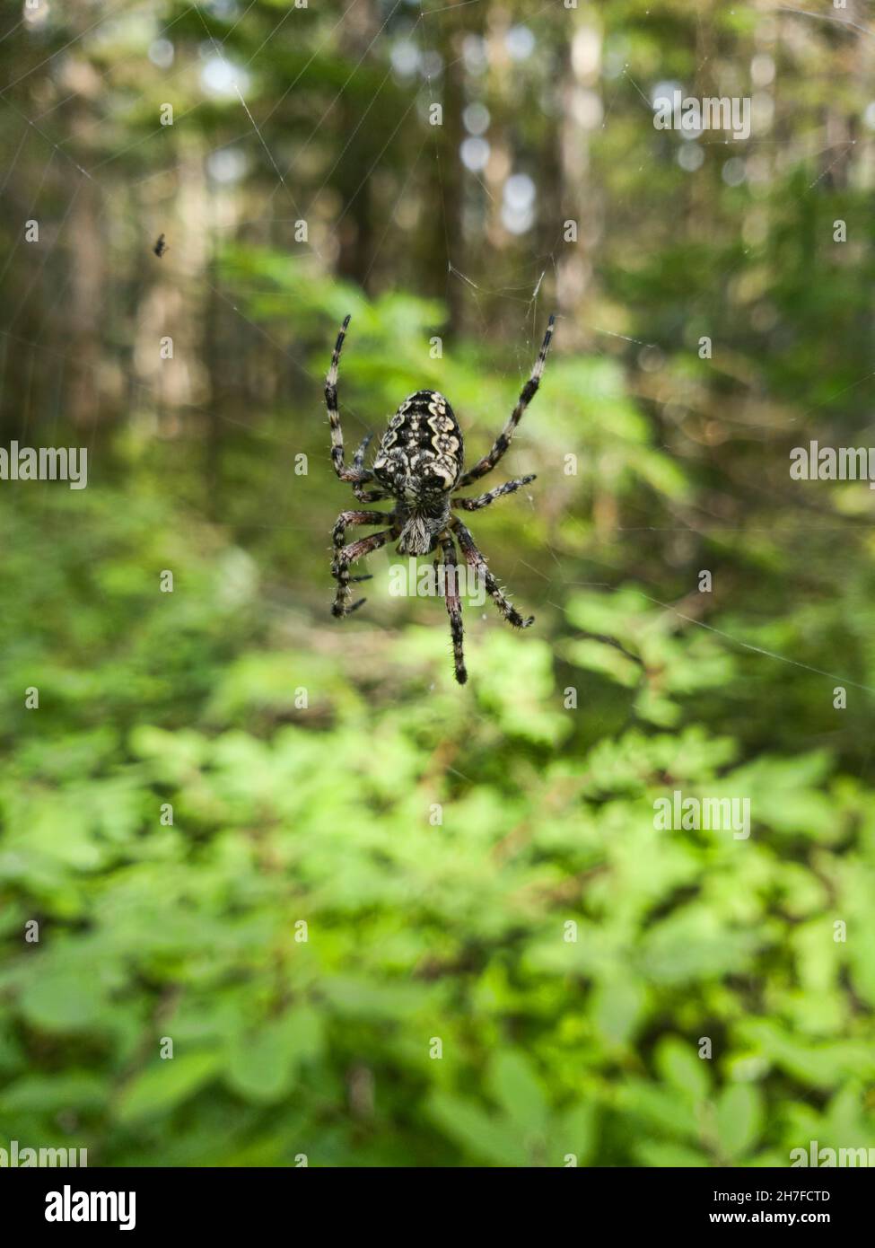Large orb weaver spider in a web in a forest in summer close up Stock ...