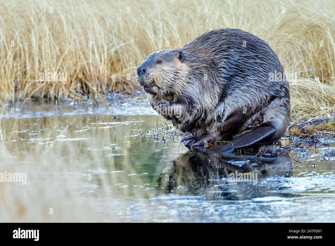 An adult beaver "Castor canadensis" sitting at a hole in the ice at his ...