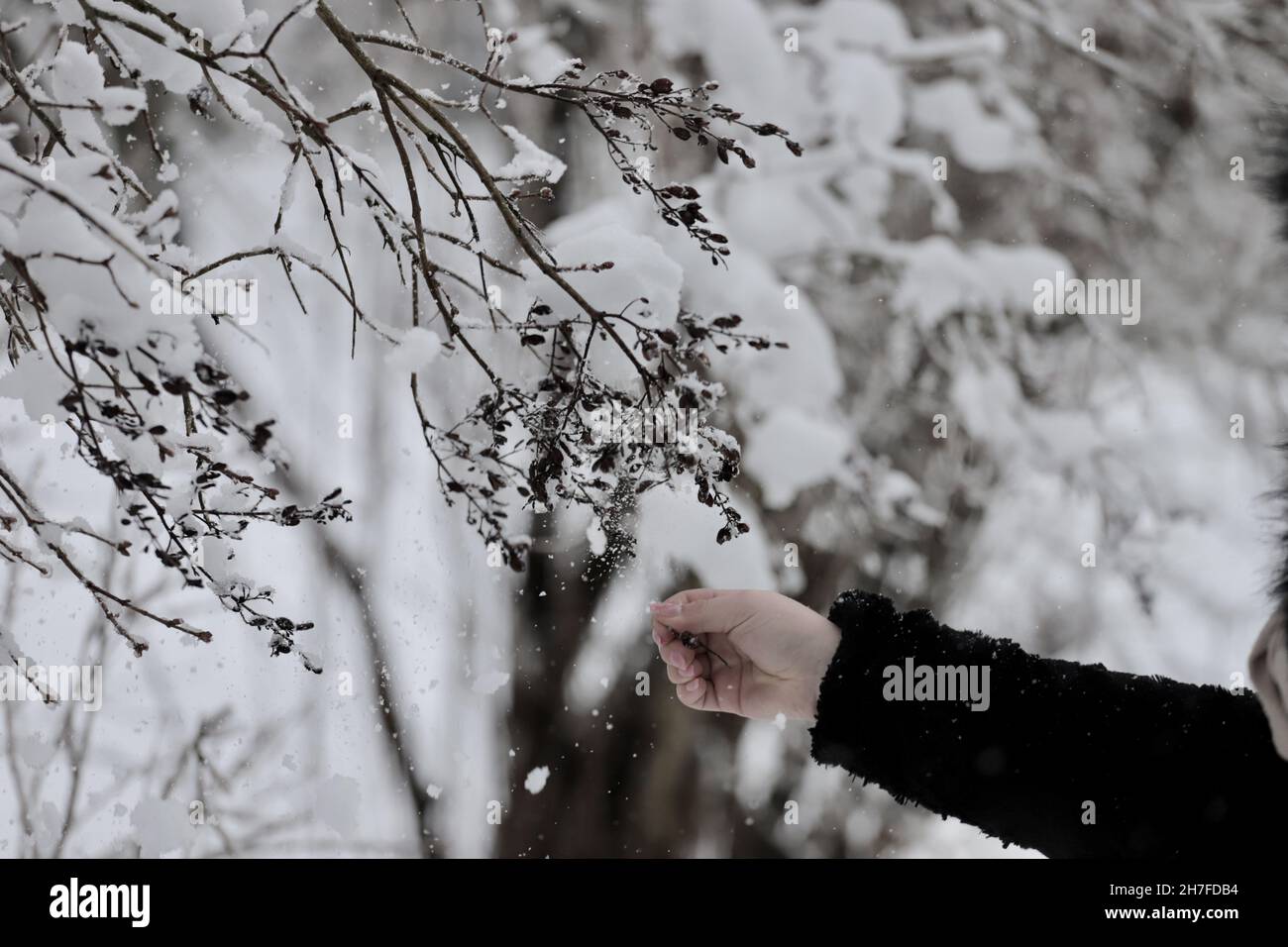 Female's hand touching a snow-covered tree branch Stock Photo - Alamy