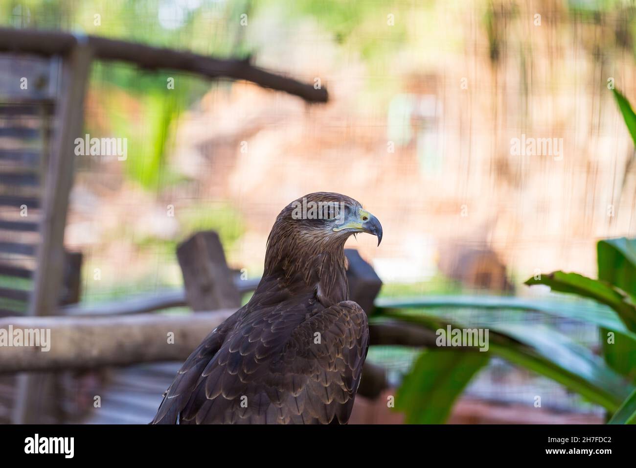 Falcon close up in the park with green background Stock Photo - Alamy