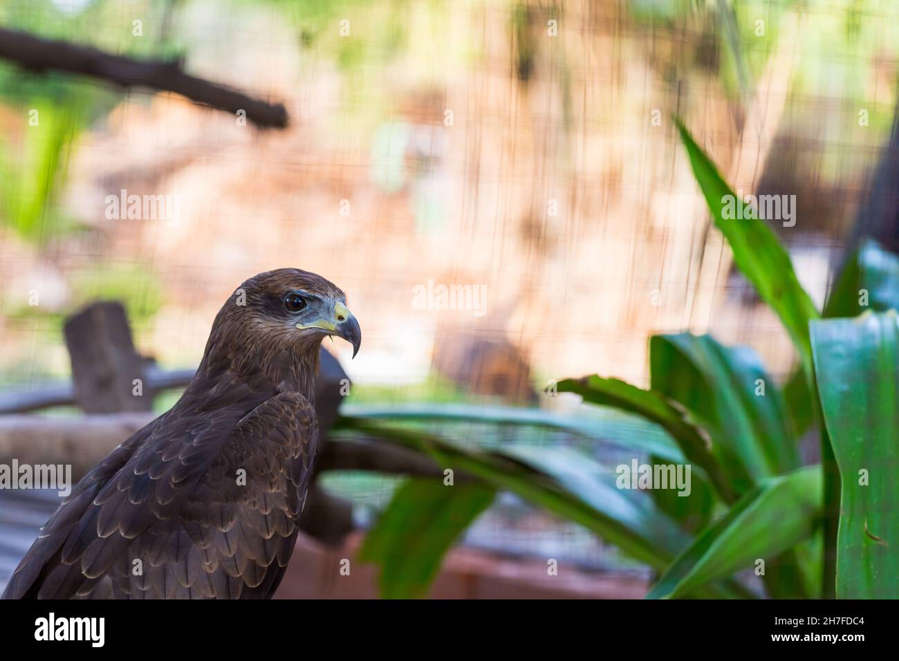Falcon close up in the park with green background Stock Photo - Alamy