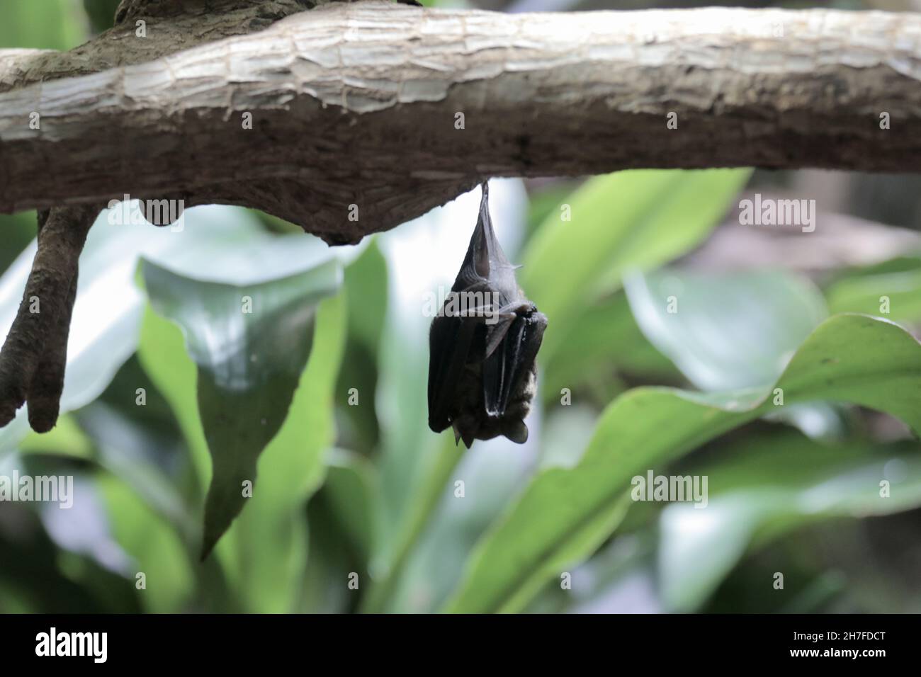 Large flying fox sleeping on a tree branch Stock Photo - Alamy