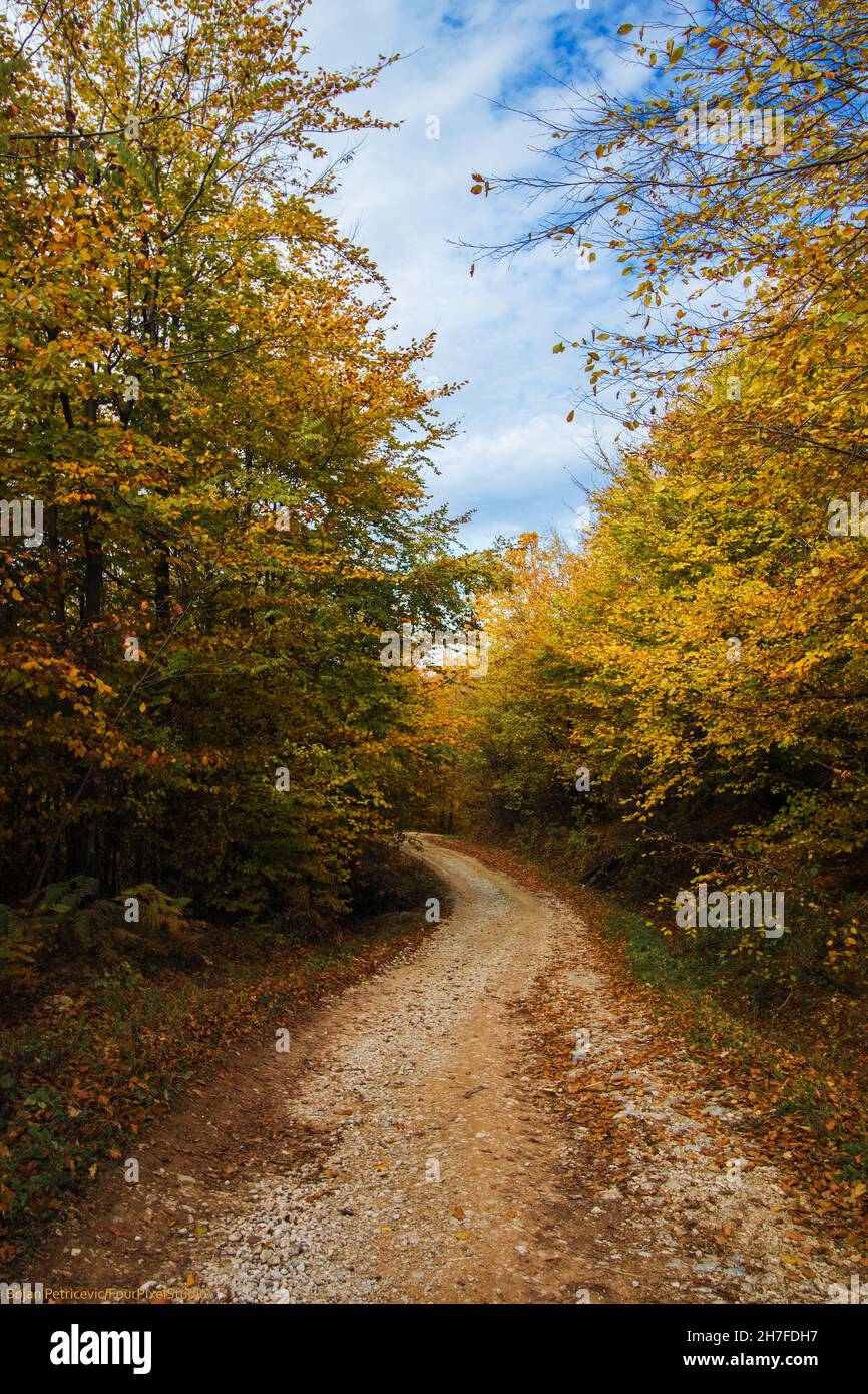 Beautiful road with autumn trees Stock Photo - Alamy