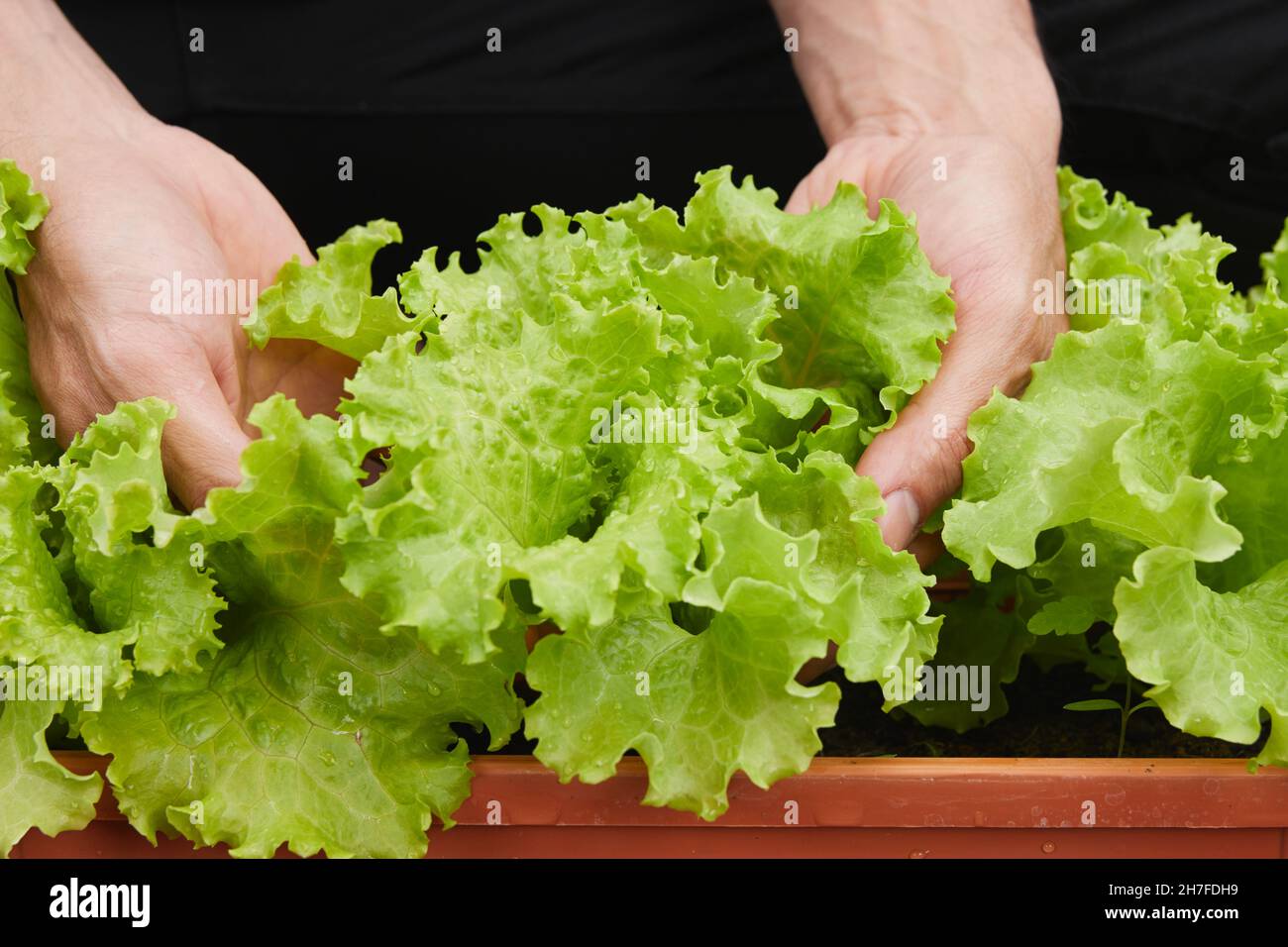 Gardener Show Lettuce Leaves by Two Hand with Morning Natural Light ...