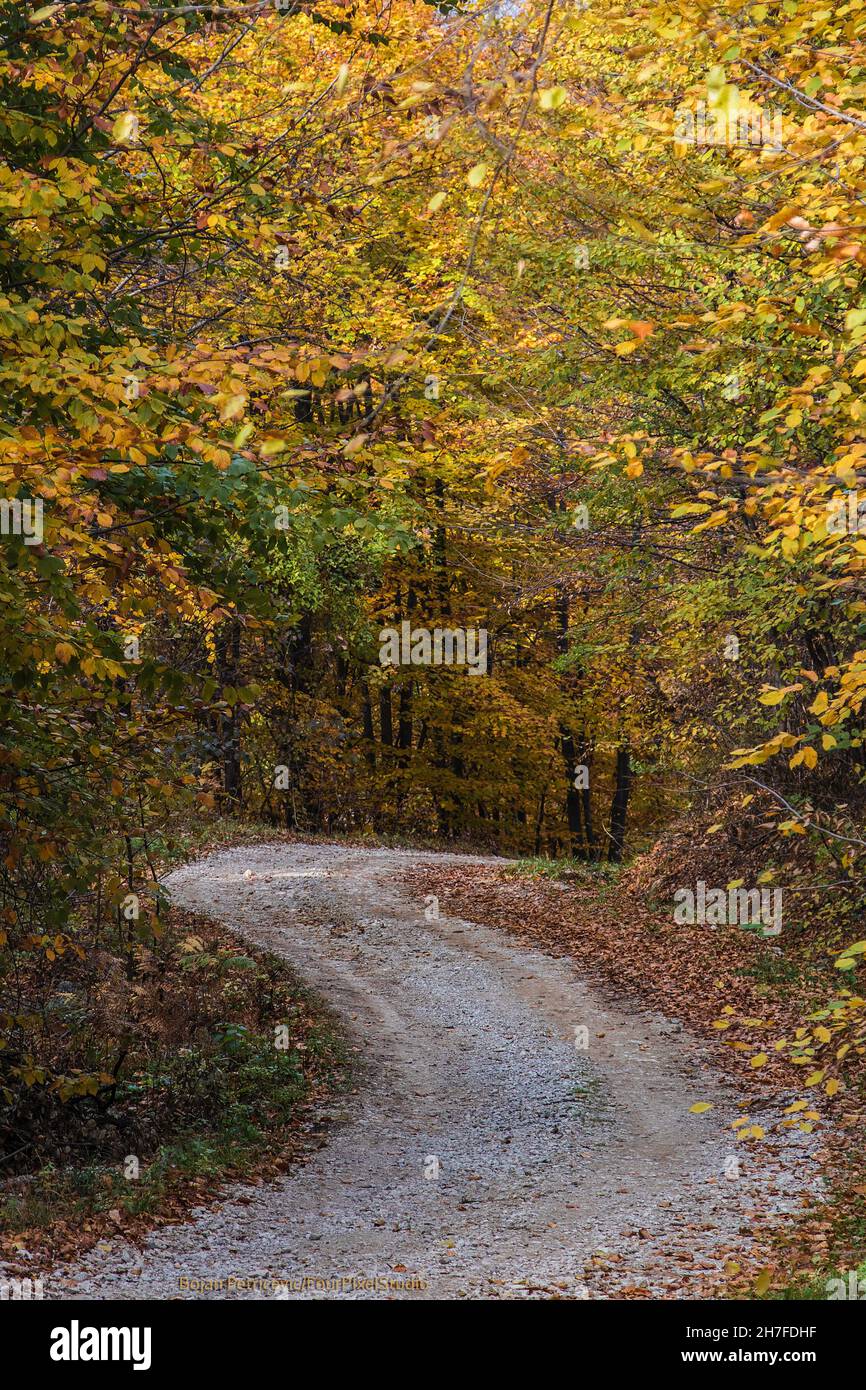 Beautiful road with autumn trees Stock Photo - Alamy
