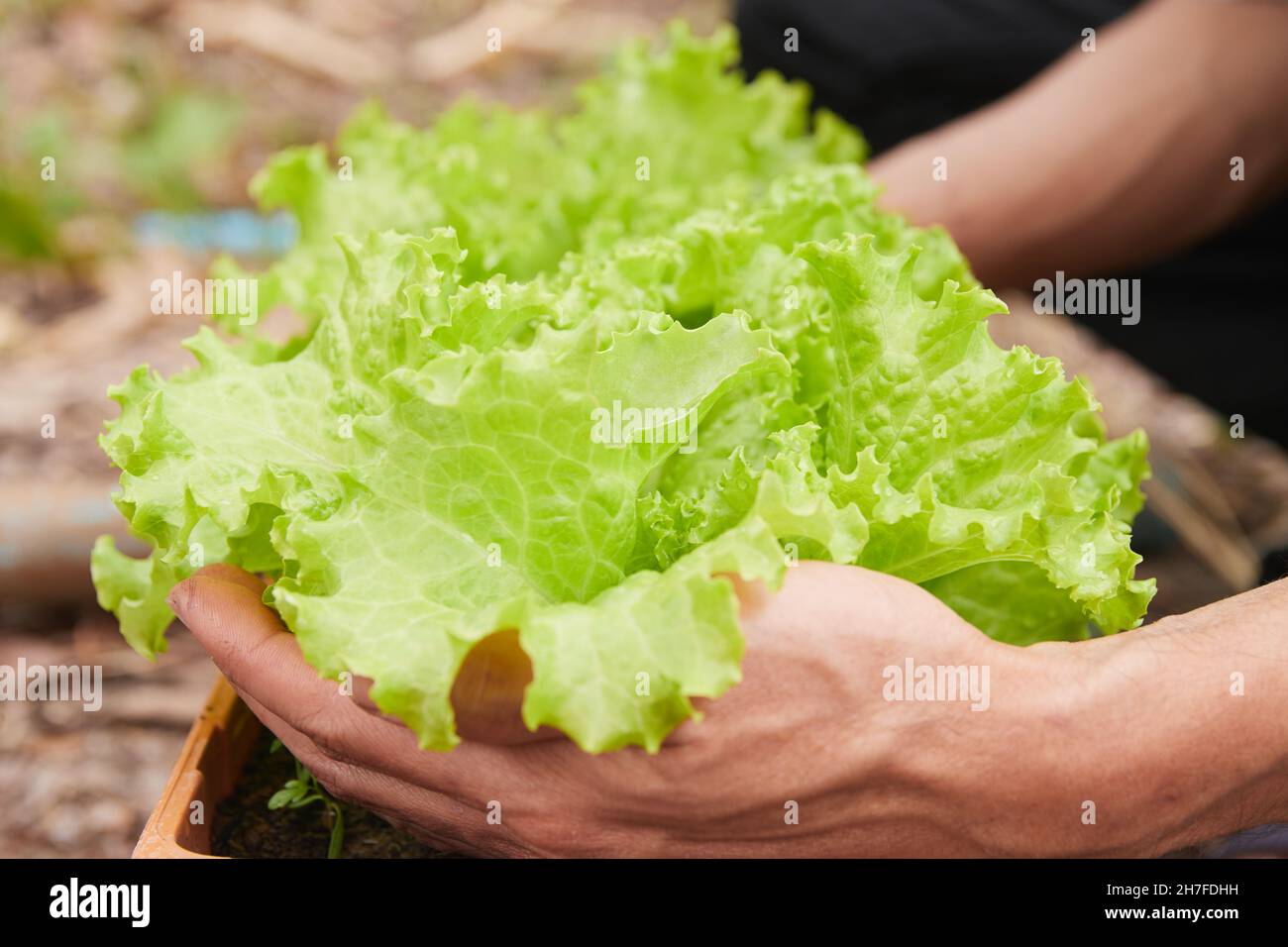 Side View Gardener Hold Green Lettuce Leaves with Natural Light Stock ...