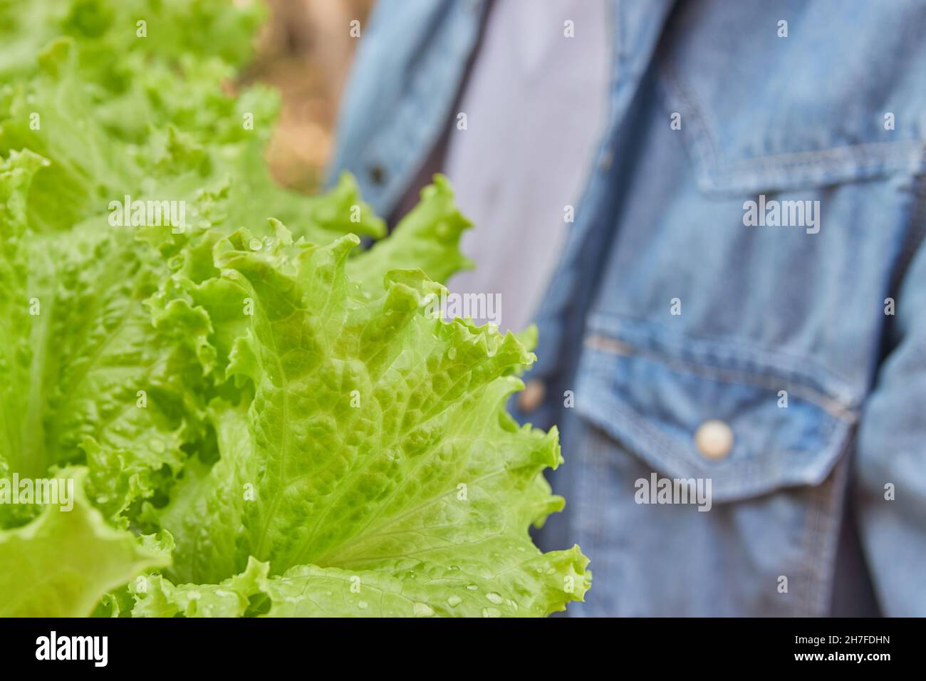 Zoom Green Lettuce Leaves and Water Drop with Morning Natural Light ...