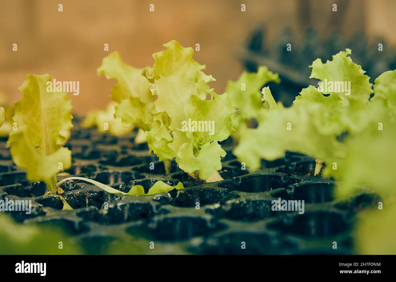 Lettuce Seedling in Black Seedling Trays with Natural Light in Vintage ...