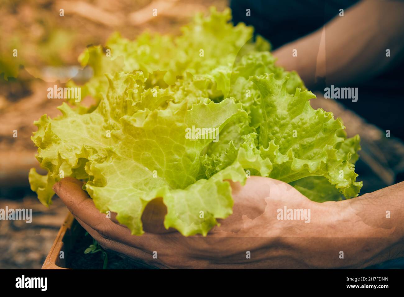 Side View Gardener Hold Green Lettuce Leaves with Natural Light in ...