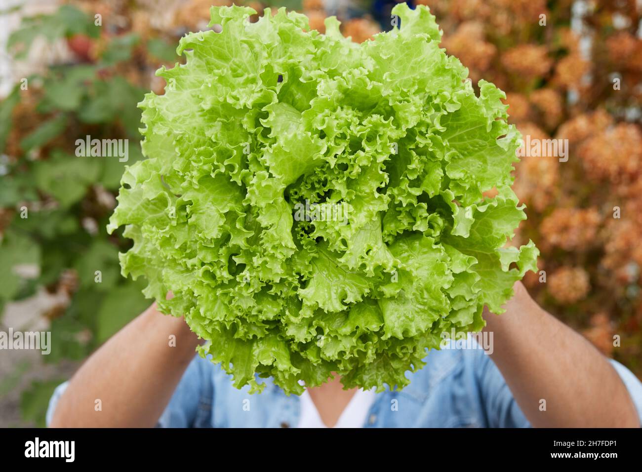 Center Frame of Green Lettuce with Natural Light on Tree Background ...