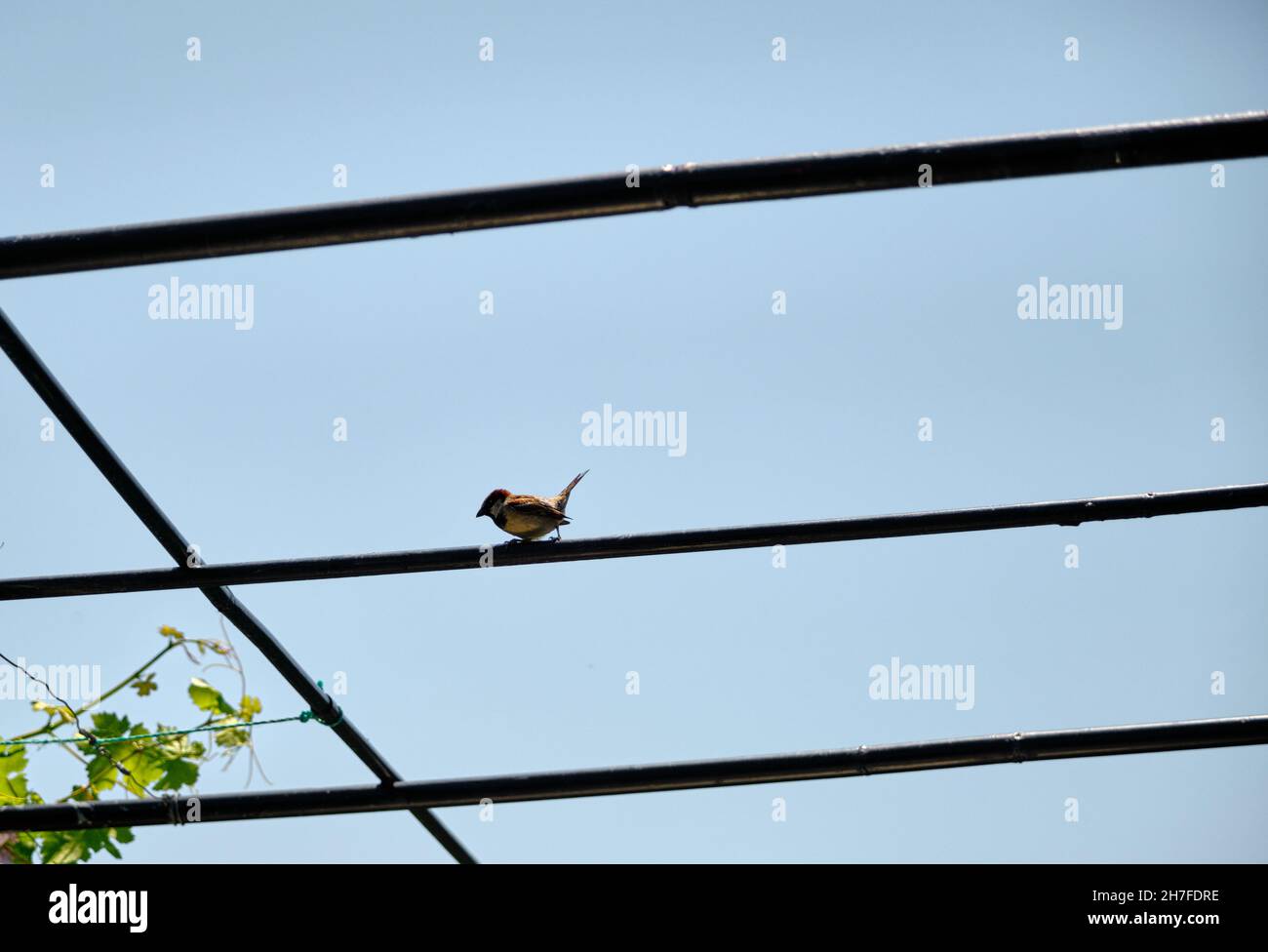 A small and cure chipping sparrow standing on metal vine trellis and ...
