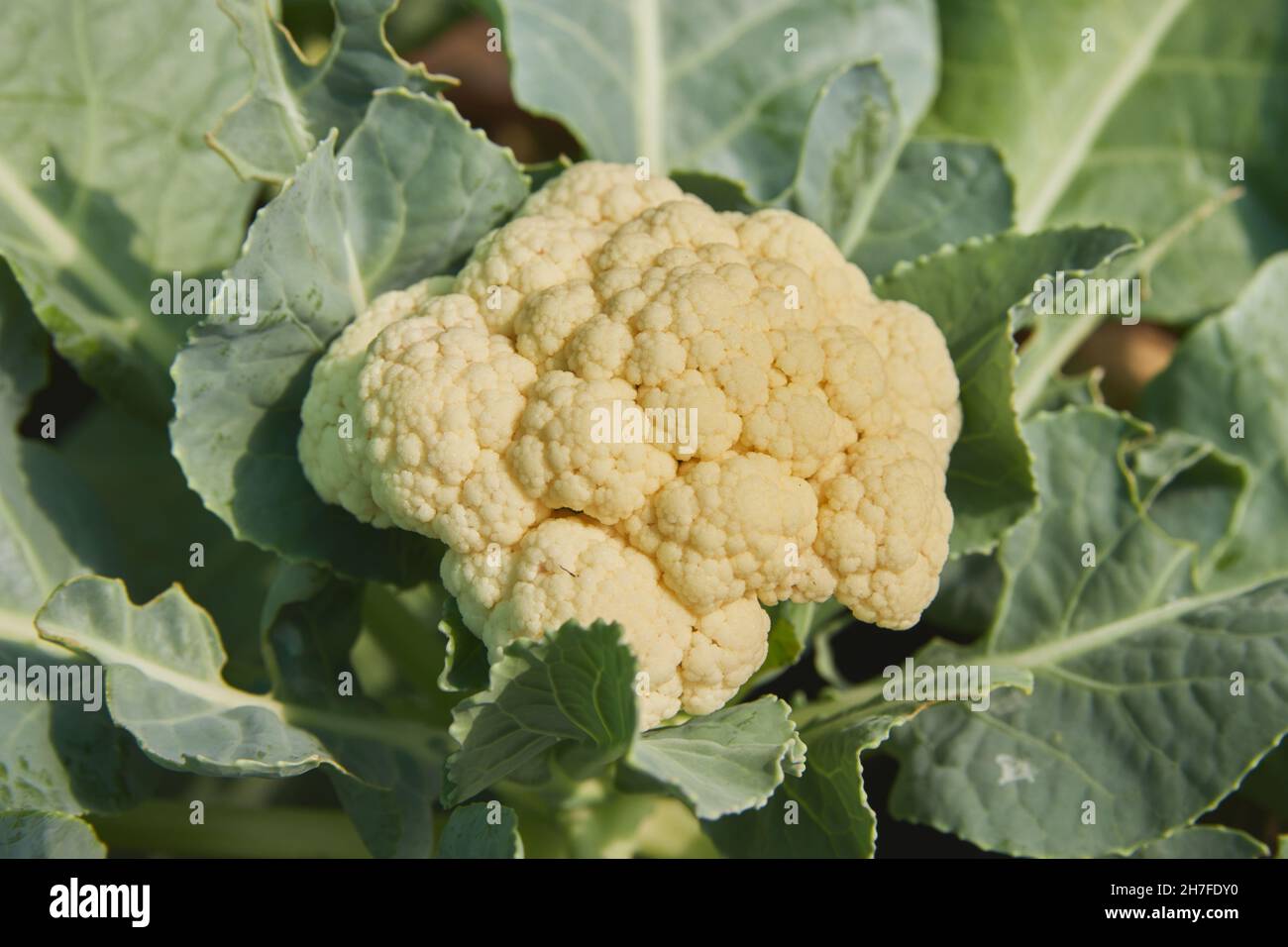 Zoom View Center Frame Small Cauliflower with Natural Light Stock Photo ...