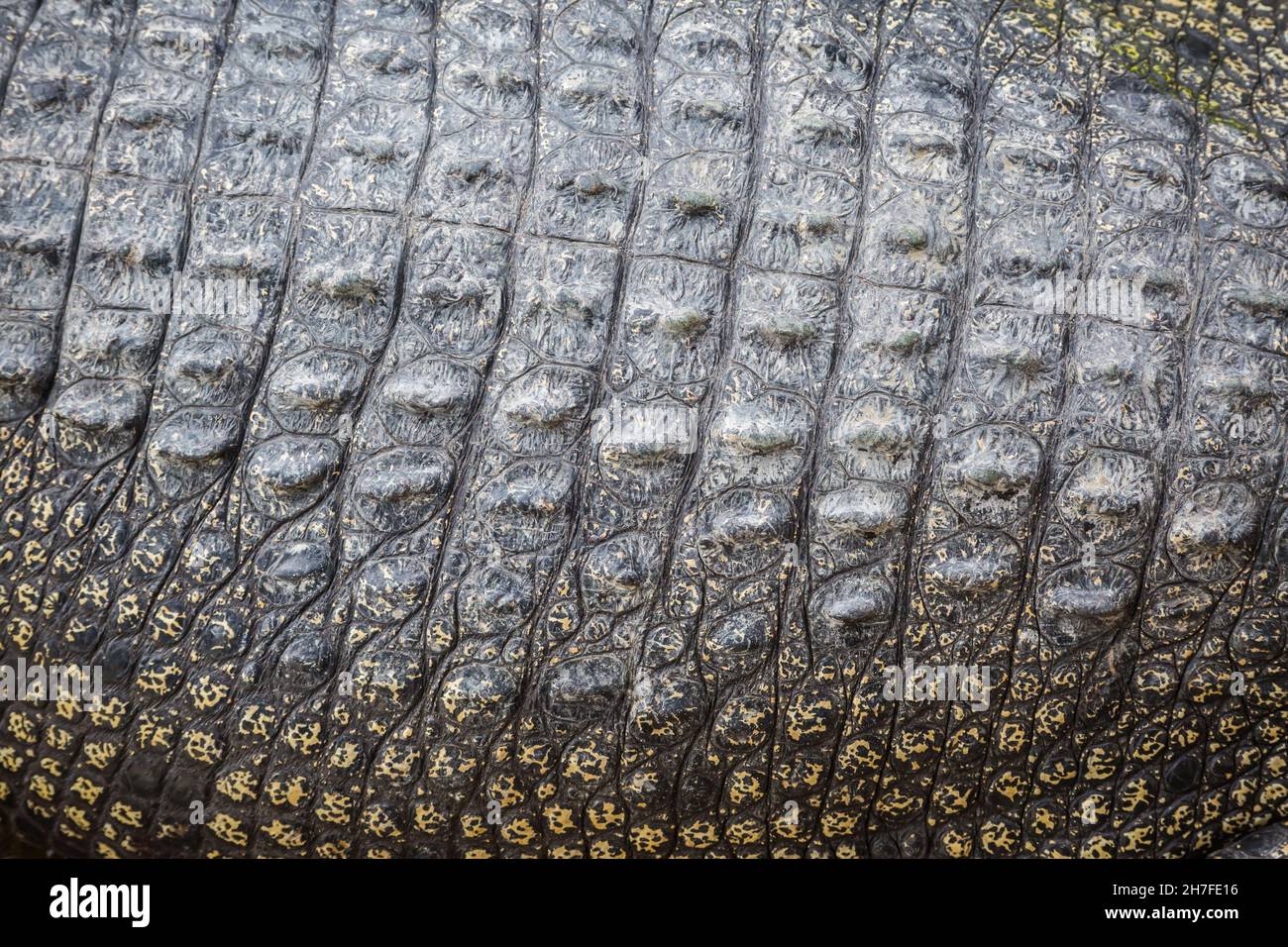 Real Crocodile skin texture use for background Stock Photo - Alamy