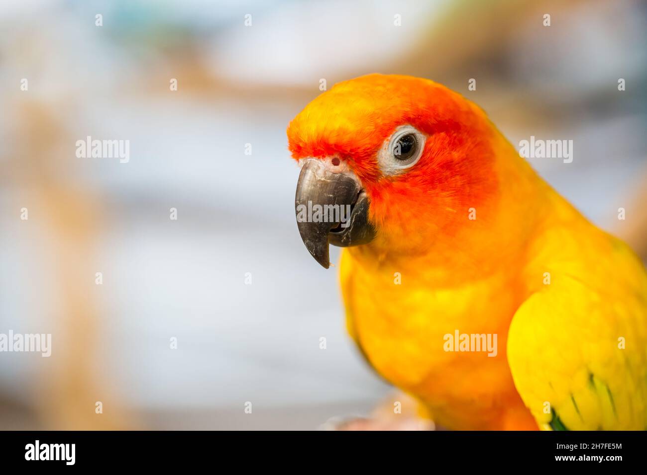 Sun conure red orange yellow hi-res stock photography and images - Alamy
