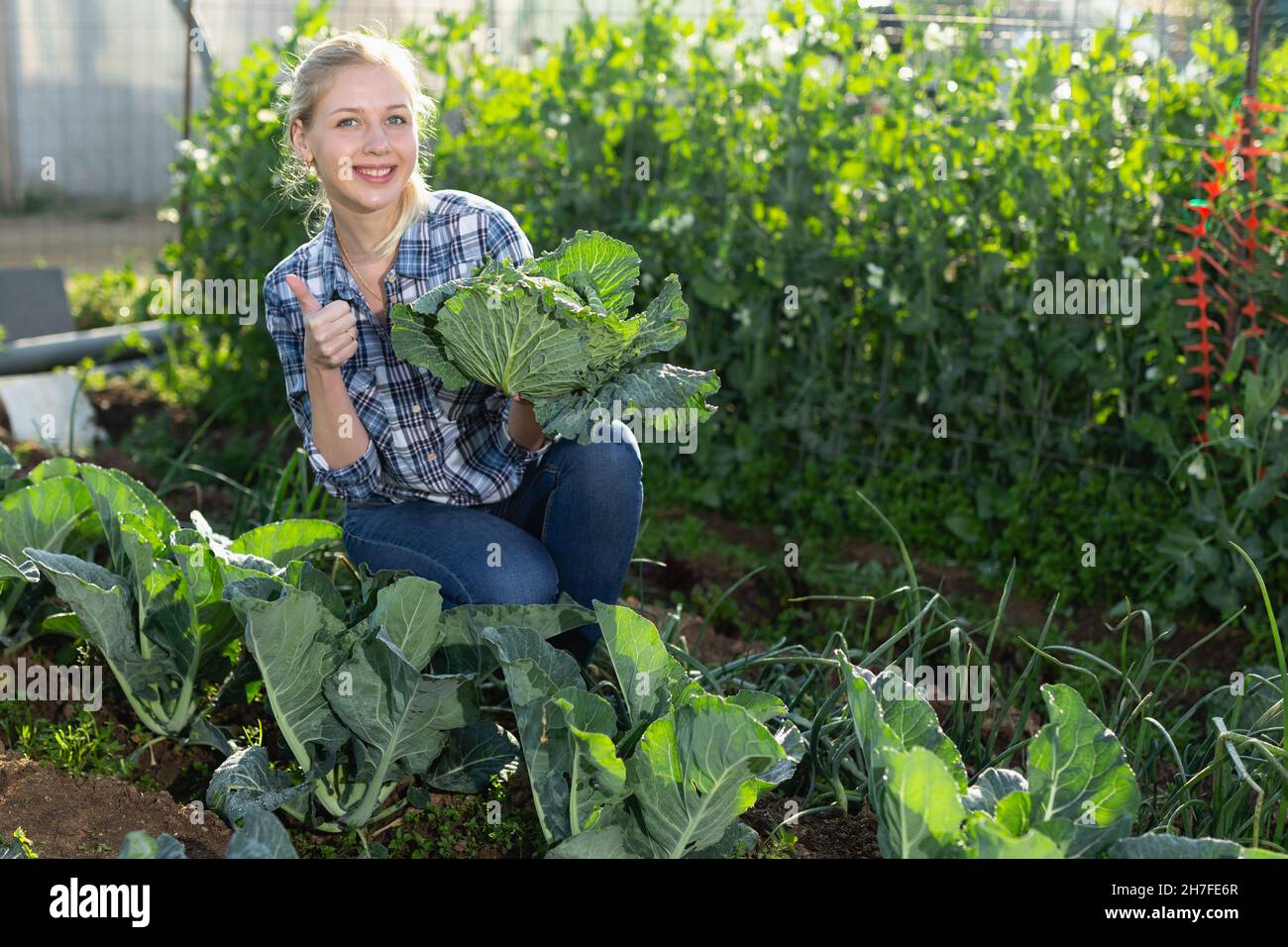 Woman harvesting fresh cabbage Stock Photo - Alamy