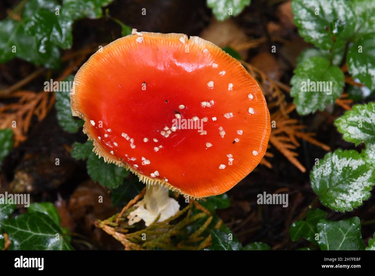 Closeup shot of a red fungus on a forest floo Stock Photo - Alamy