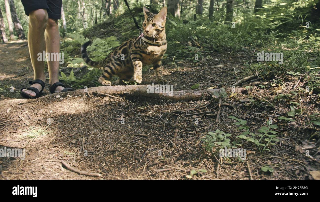 One cat in a city park. Bengal wildcat walk on the forest in collar ...
