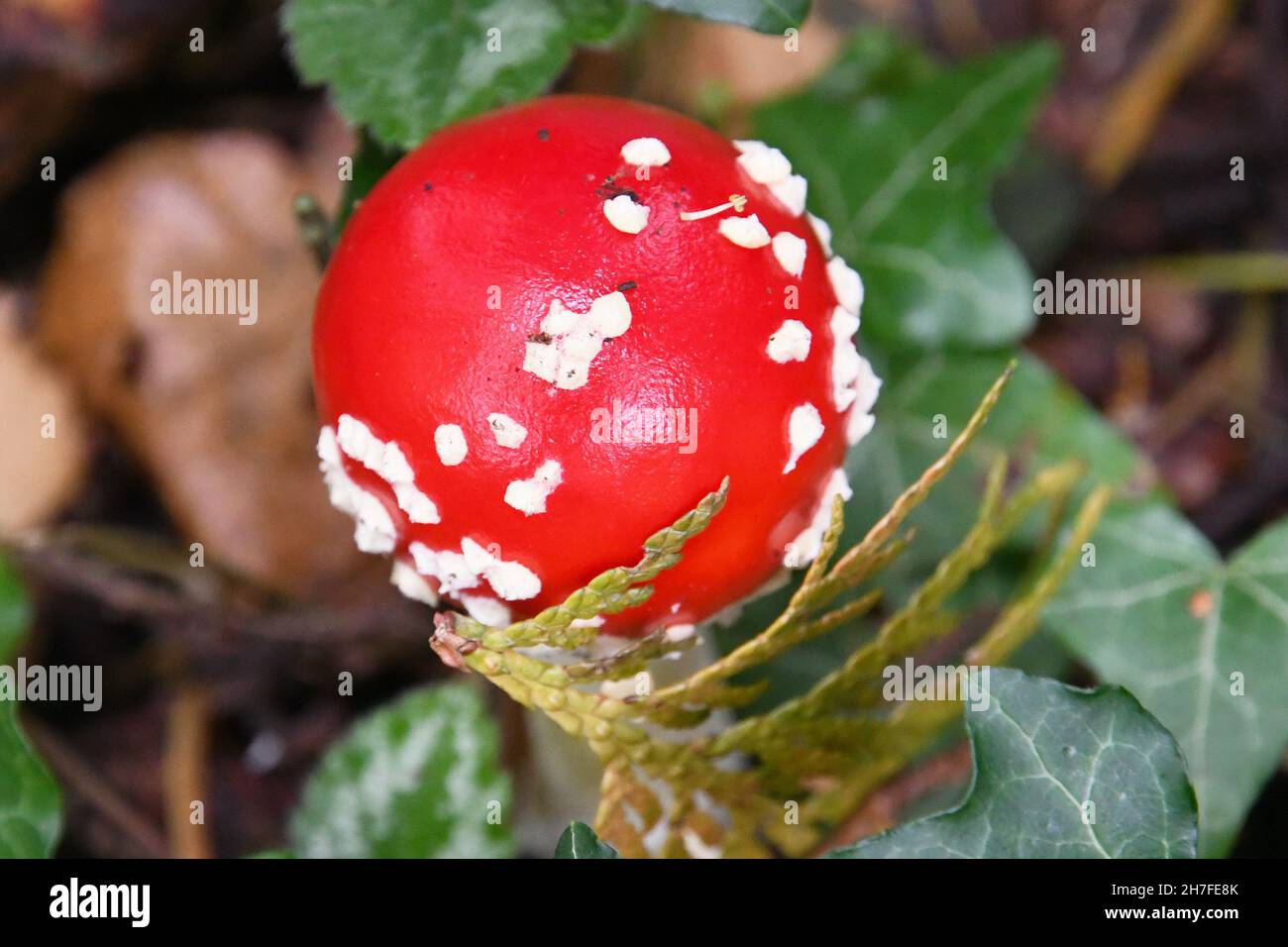 Closeup shot of a red fungus with white spots on a forest floor Stock ...