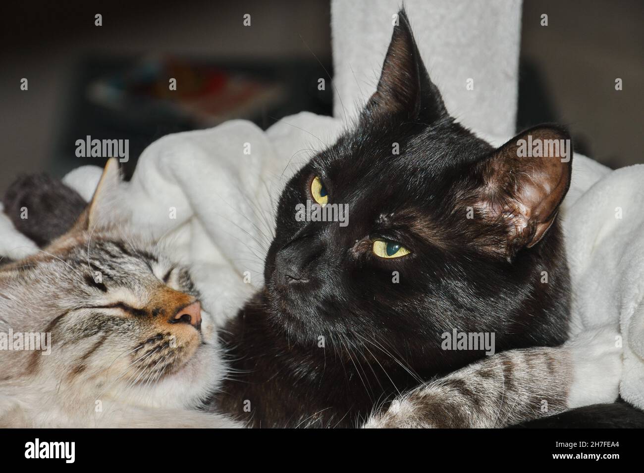 Another sleeps hi-res stock photography and images - Alamy