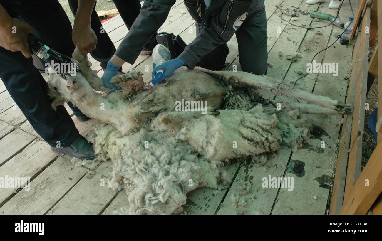 Men shearer shearing sheep at agricultural show in competition. The ...