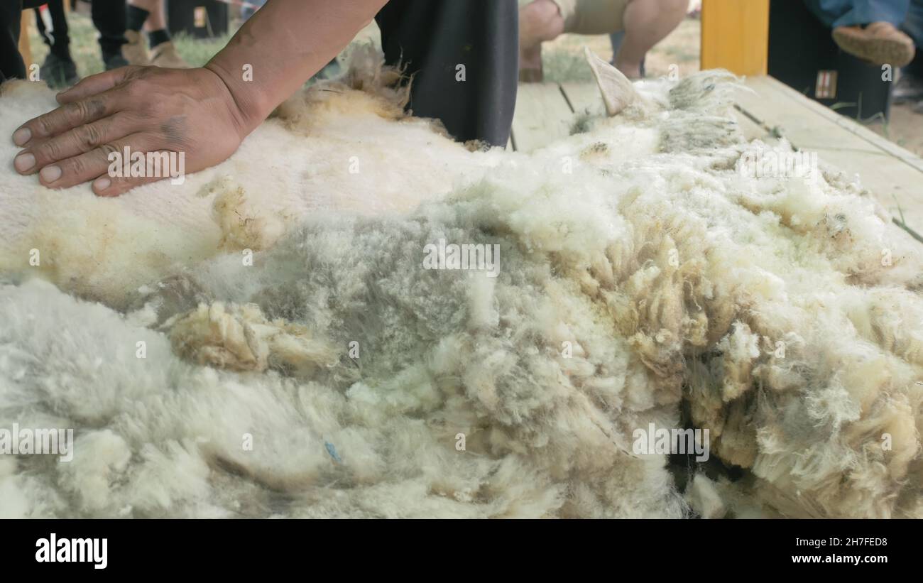 Men shearer shearing sheep at agricultural show in competition. The ...