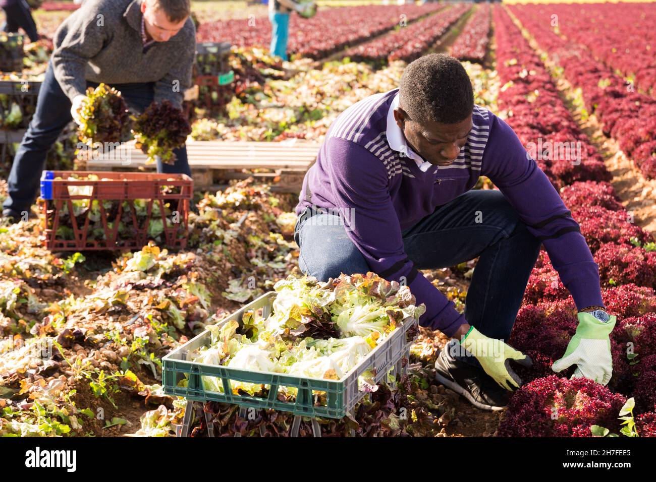 Men gardeners picking harvest of red lettuce to crates Stock Photo - Alamy