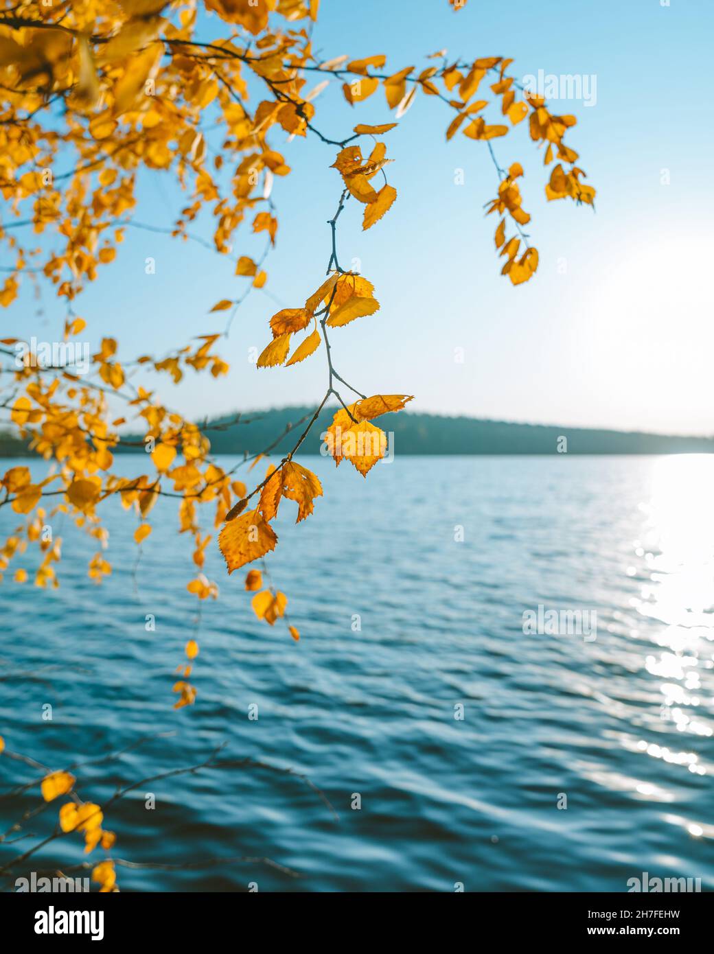 Tree branch with leaves hanging over water surface hi-res stock ...