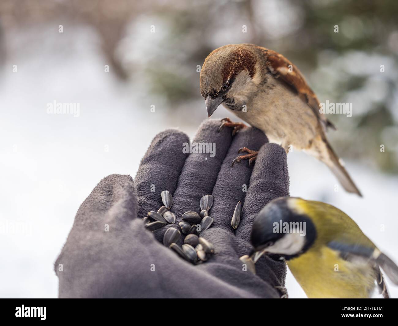 Sparrow eats seeds from a man's hand. A Sparrow bird sitting on the ...