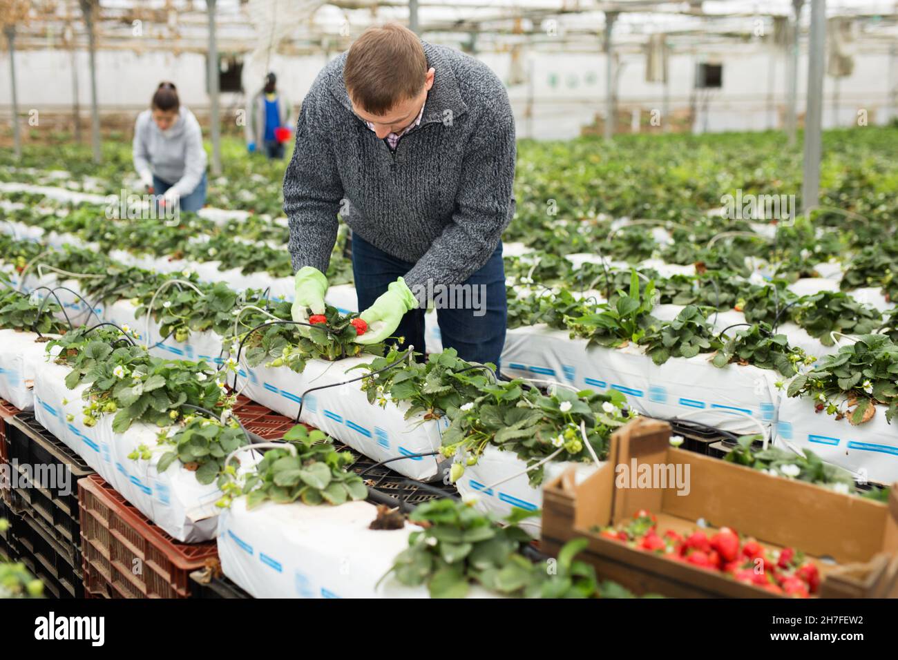 Positive man harvesting strawberries in greenhouse Stock Photo - Alamy