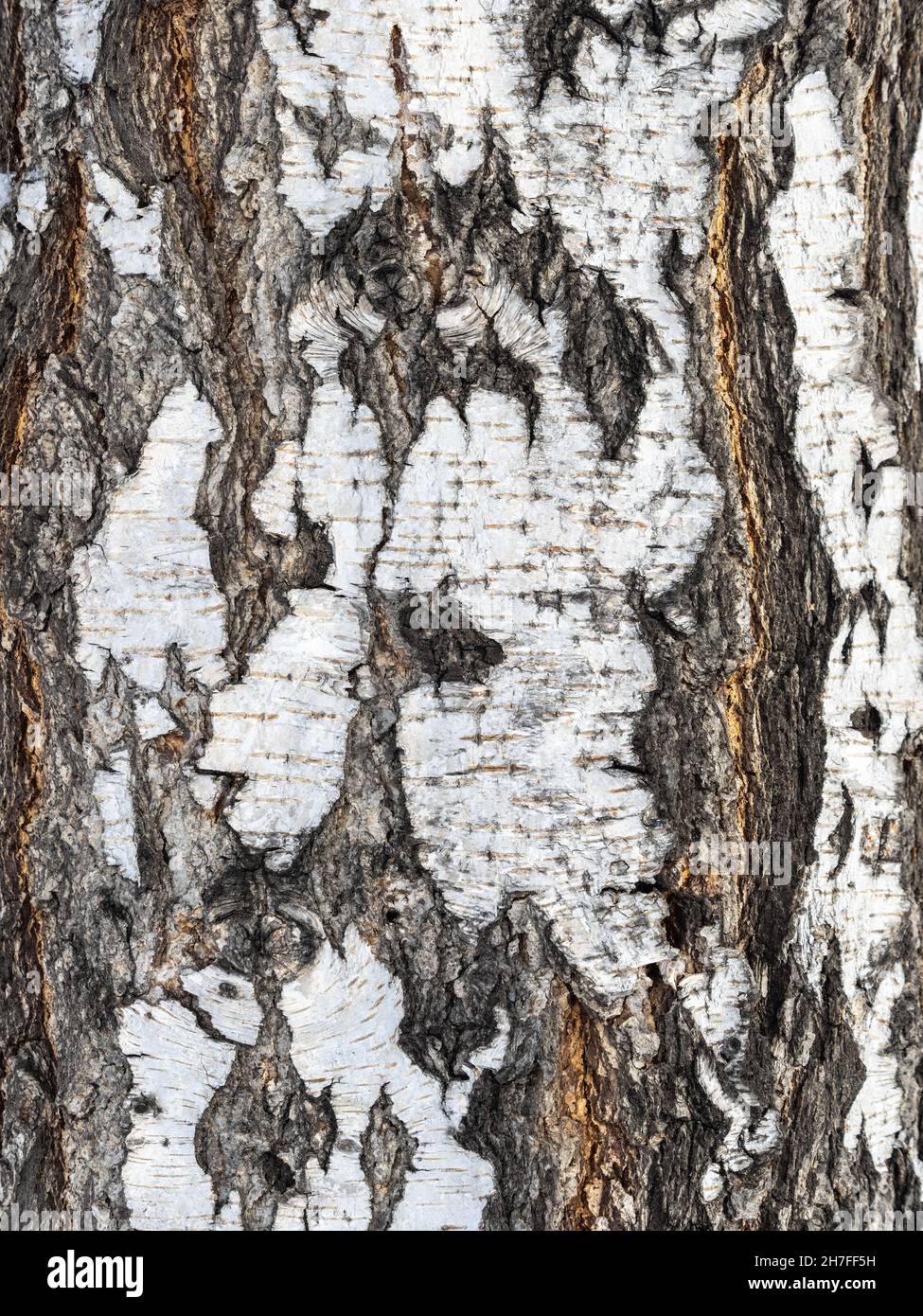 Birch bark texture. The texture of the birch bark. Birch bark ...