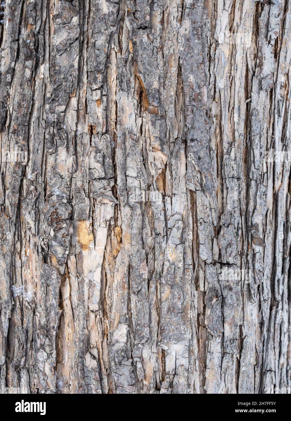 The texture of the bark of an old apple tree with snow in winter ...