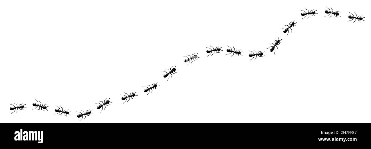 Worker ants trail curve. Ant path isolated in white background. Vector illustration Stock Vector ...