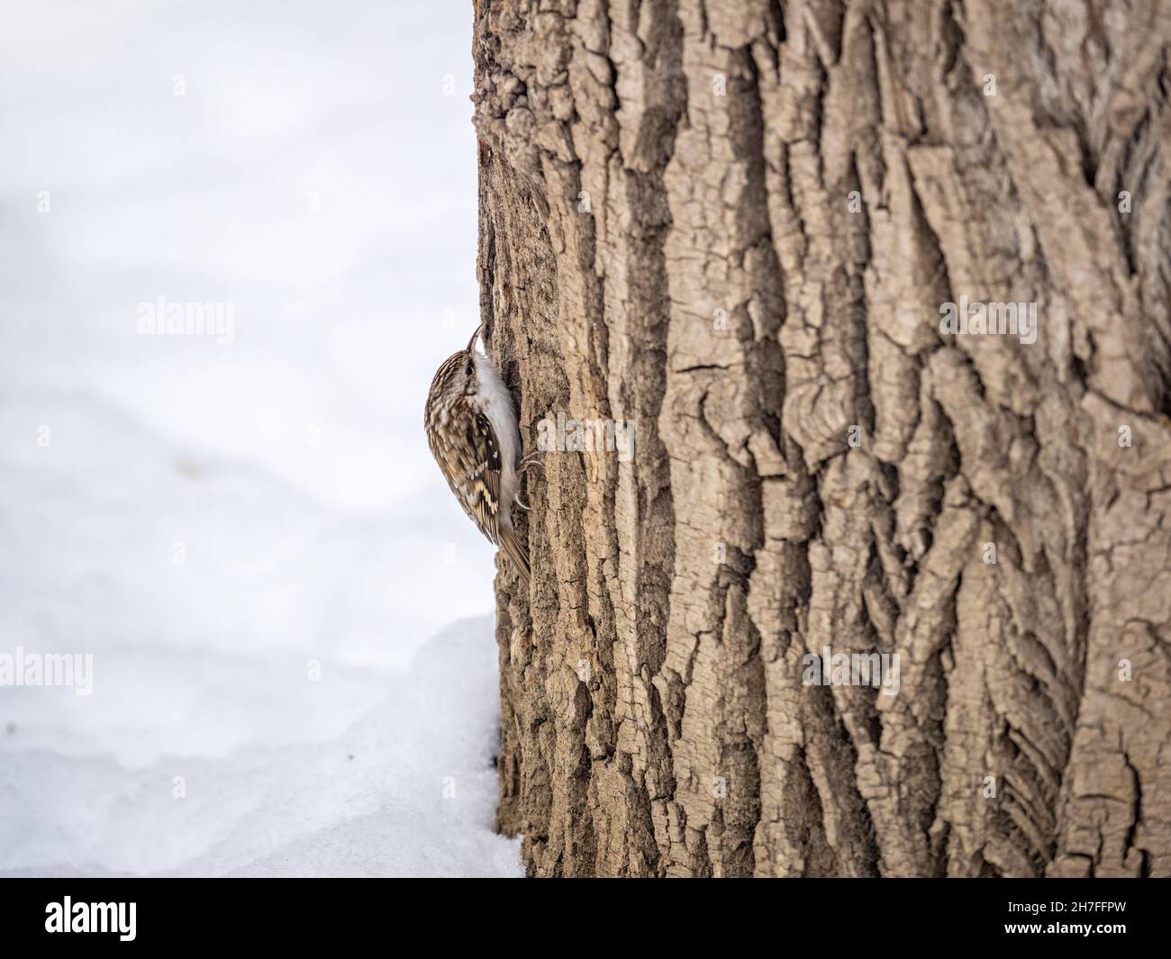 Little bird Eurasian treecreeper crawling on a tree. Cute interesting ...