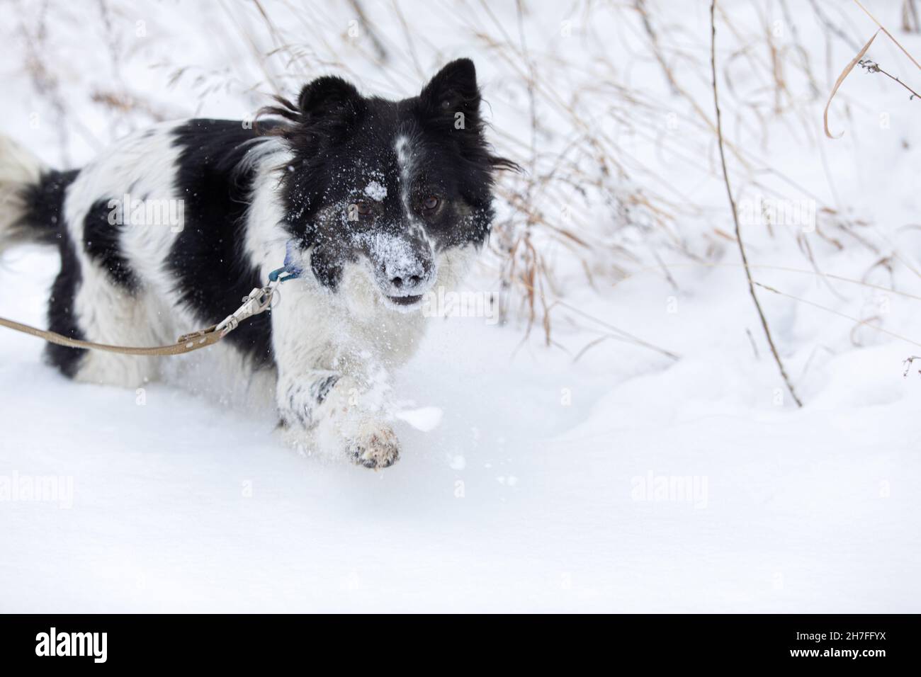 Beautiful black and white furry dog in snow field at winter time Stock ...