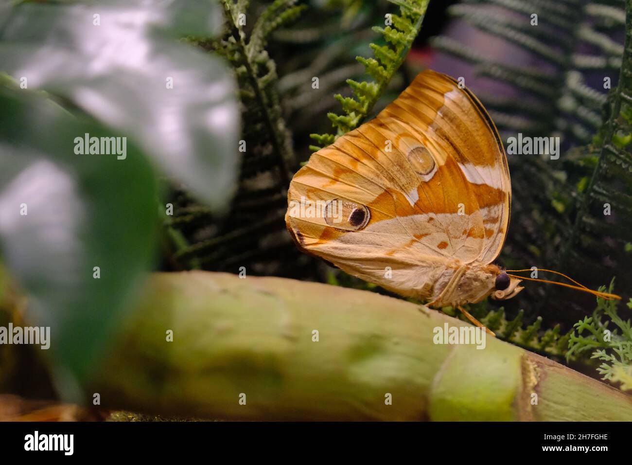 Magnificent and colorful detailed butterfly inside its natural plants ...