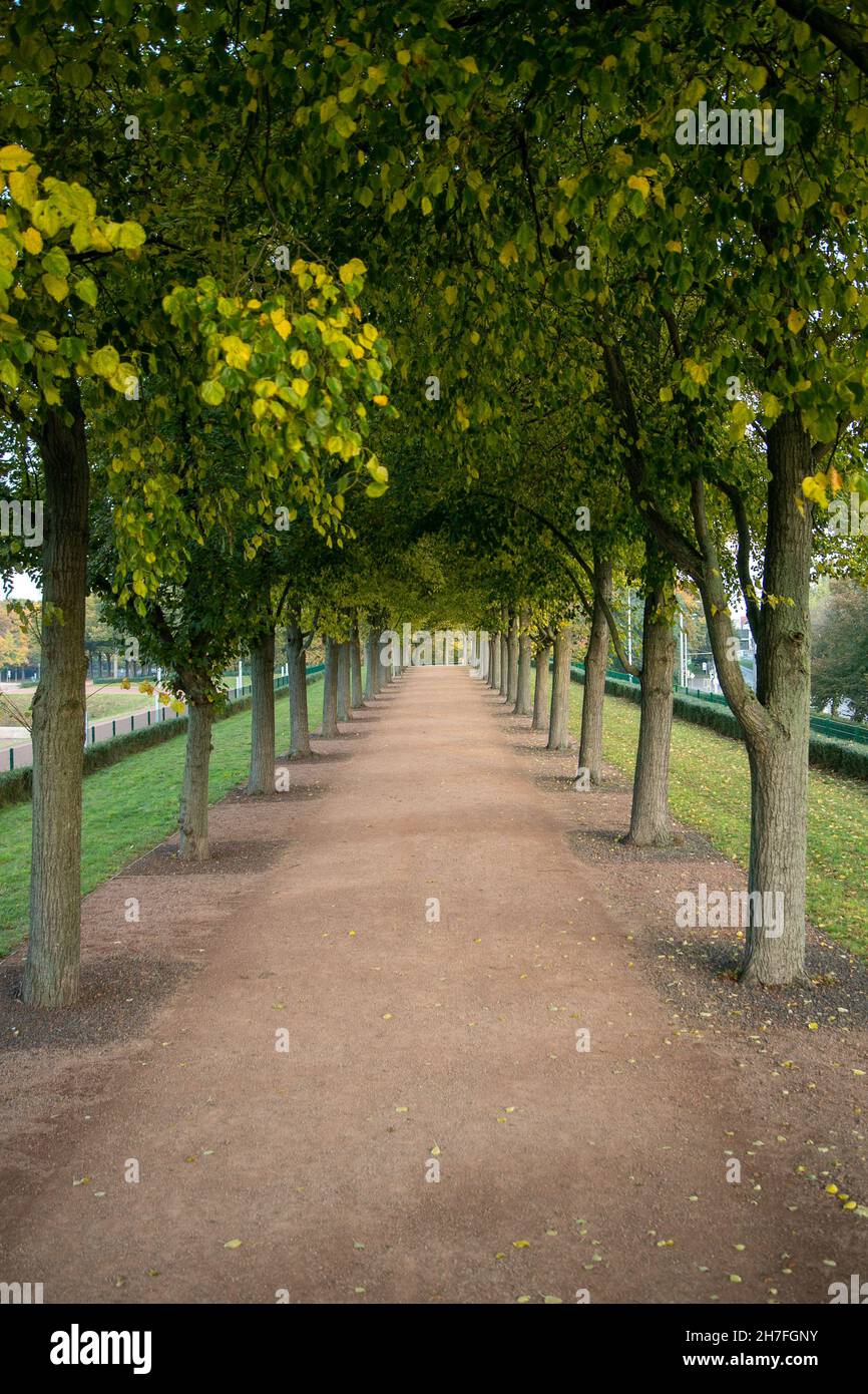 Vertical shot of a pathway with trees from both sides in a park Stock ...